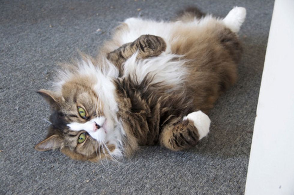 June Cat / Kitten of the Month Results - Love Meow