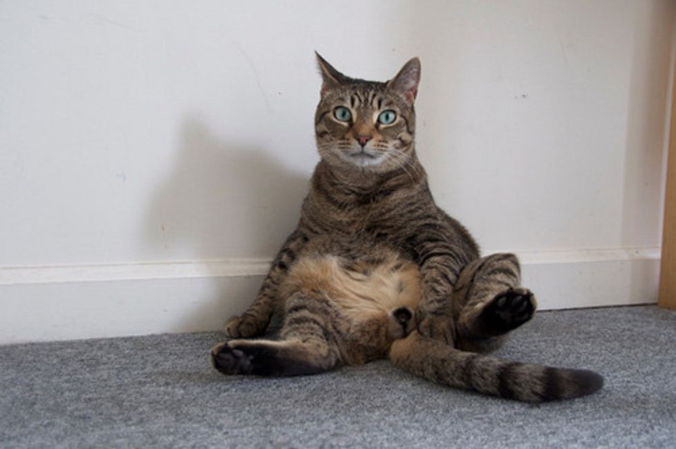 June Cat / Kitten of the Month Results - Love Meow