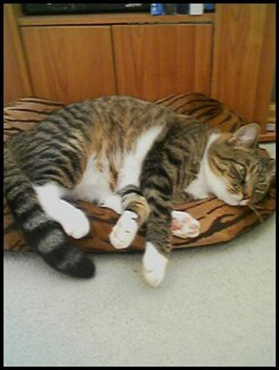 June Cat / Kitten of the Month Results - Love Meow