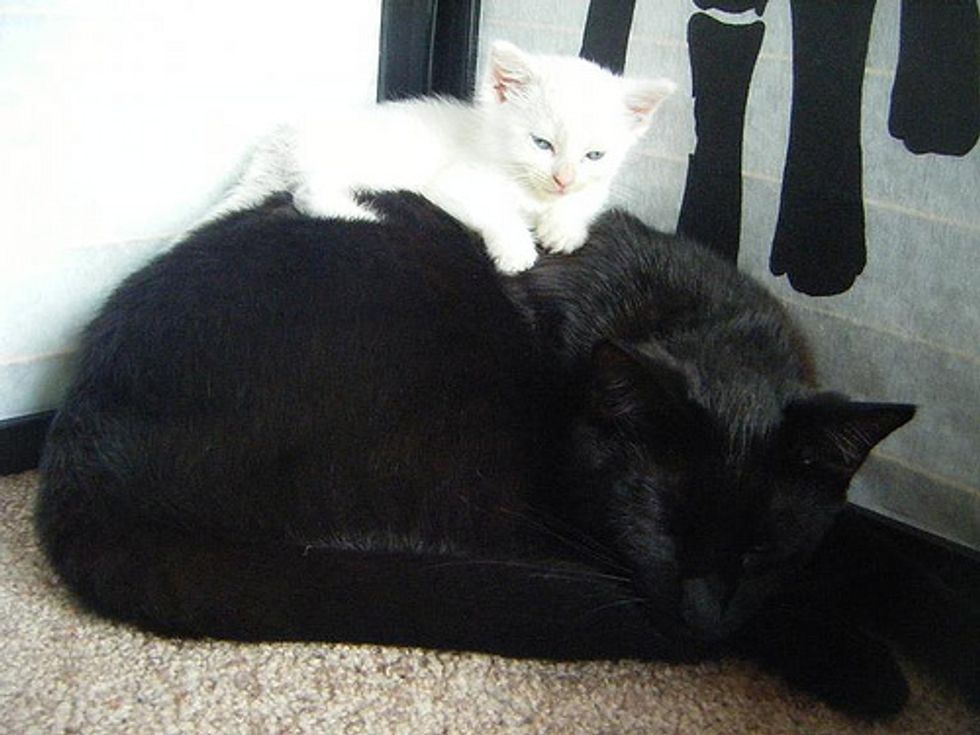 June Cat / Kitten of the Month Results - Love Meow