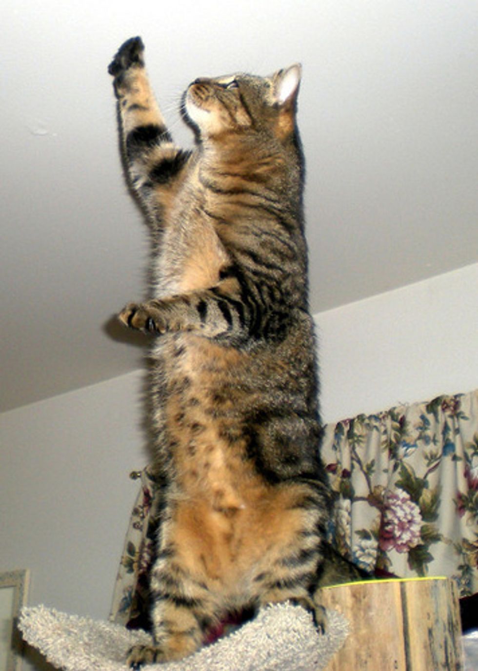 June Cat / Kitten of the Month Results - Love Meow