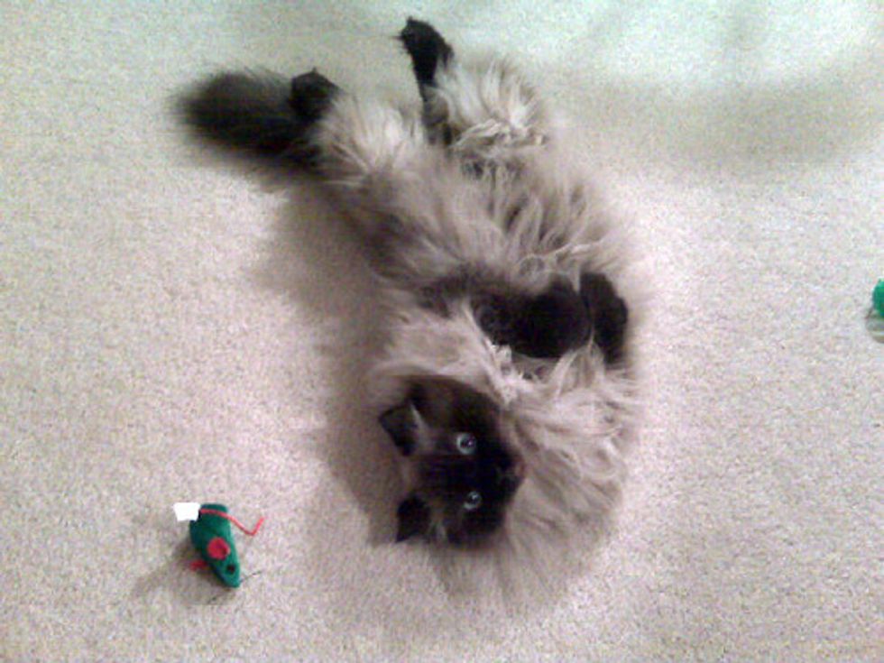 June Cat / Kitten of the Month Results - Love Meow