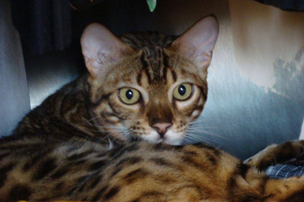 June Cat / Kitten of the Month Results - Love Meow