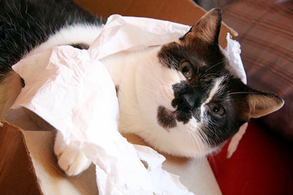 Goku Mr. Personality - Love Meow