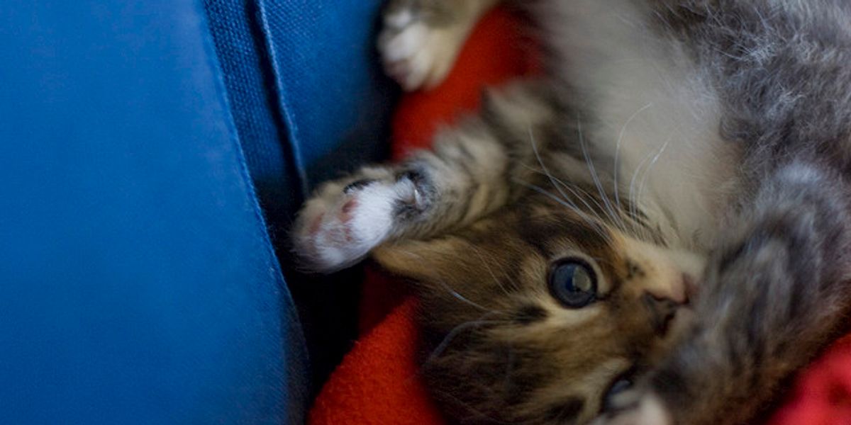 Wizzy the Feisty, Playful Cat - Love Meow