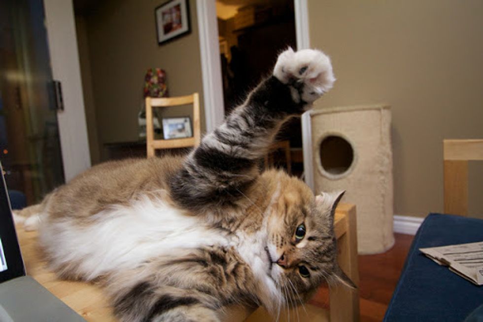 Wizzy the Feisty, Playful Cat - Love Meow