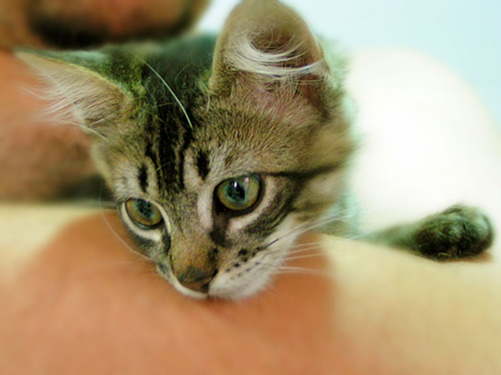 Toji the Playful Tabby Cat - Love Meow