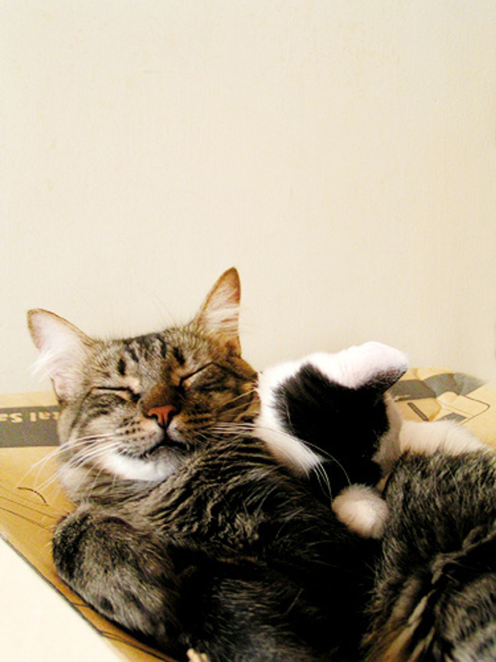 Toji the Playful Tabby Cat - Love Meow