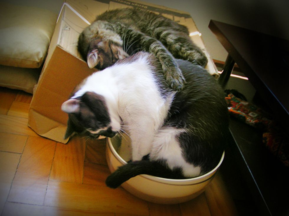 Toji the Playful Tabby Cat - Love Meow