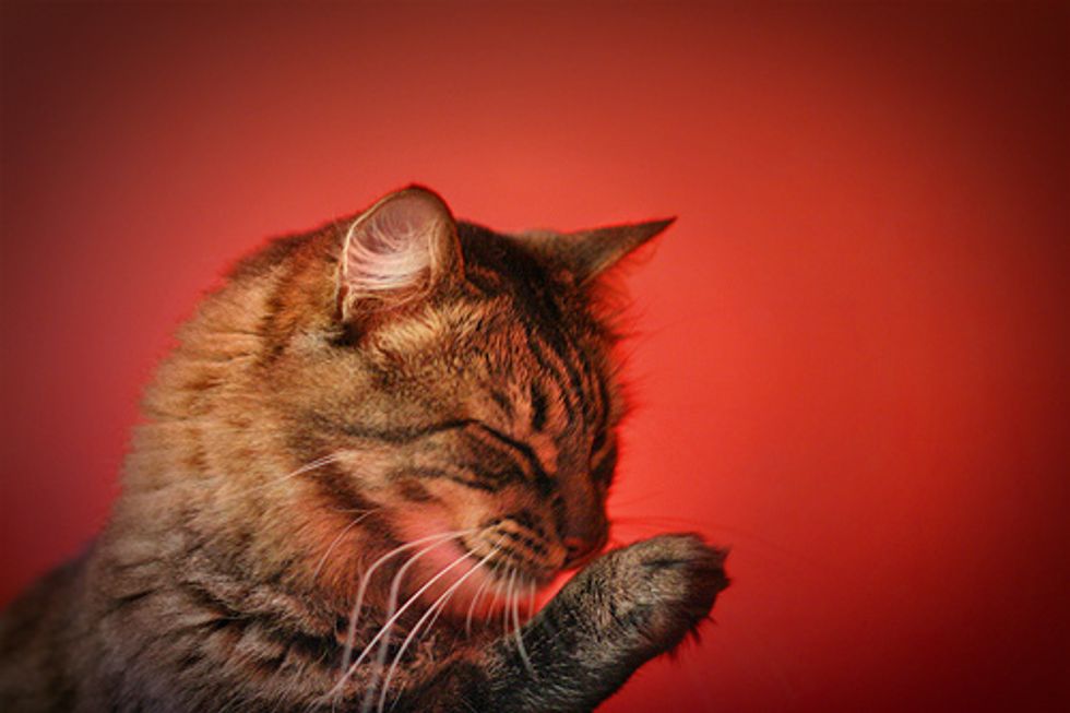 Toji the Playful Tabby Cat - Love Meow