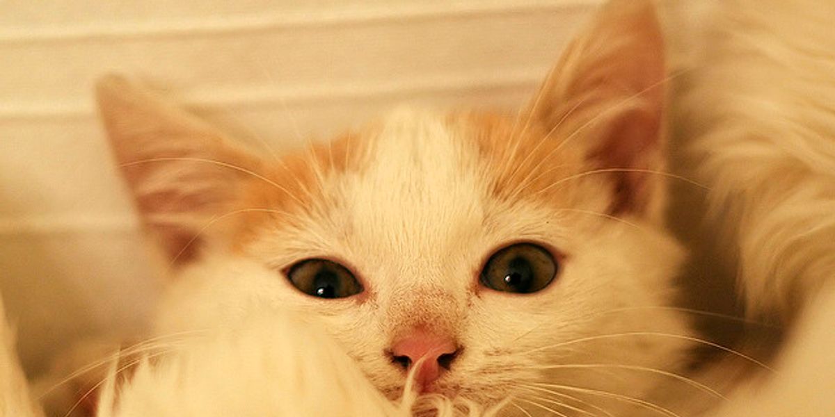 Romeo the Cat Lives Like a Little Prince - Love Meow