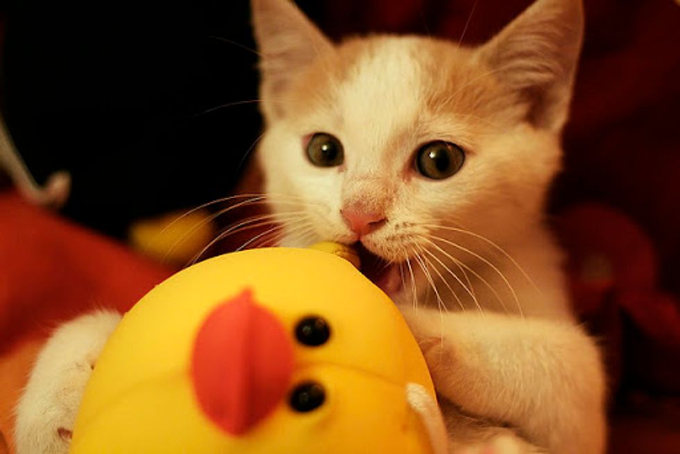 Romeo the Cat Lives Like a Little Prince - Love Meow