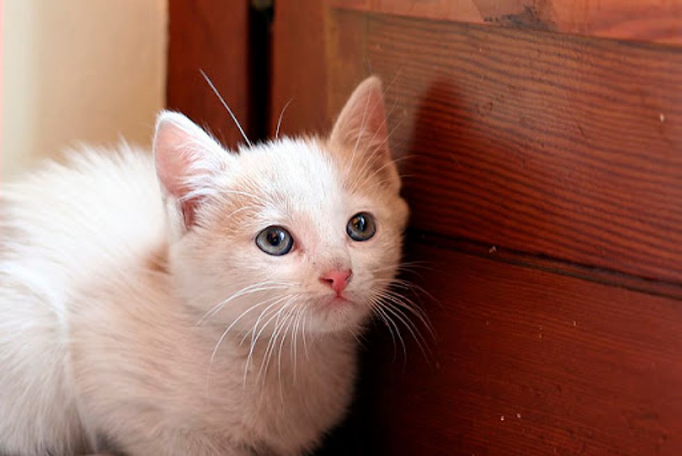 Romeo the Cat Lives Like a Little Prince - Love Meow