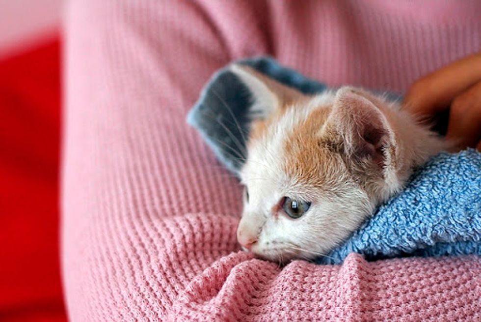 Romeo the Cat Lives Like a Little Prince - Love Meow