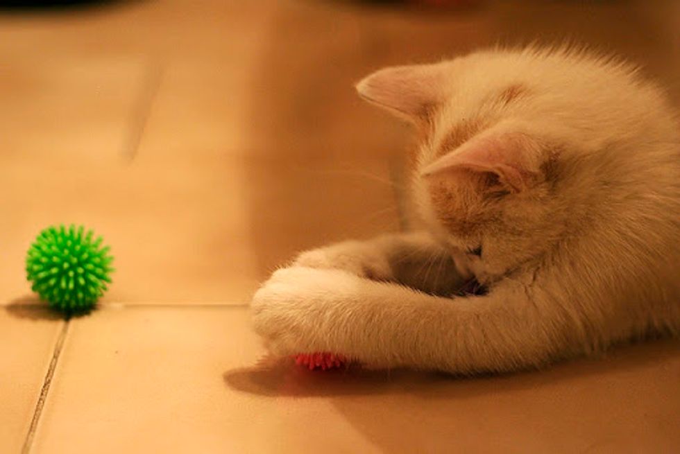 Romeo the Cat Lives Like a Little Prince - Love Meow