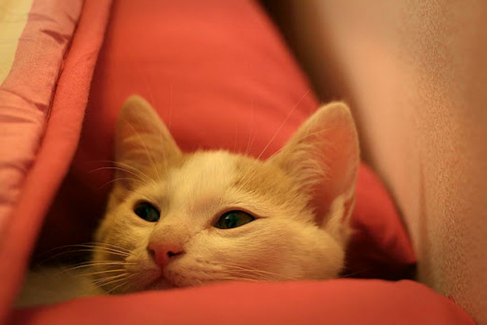 Romeo the Cat Lives Like a Little Prince - Love Meow