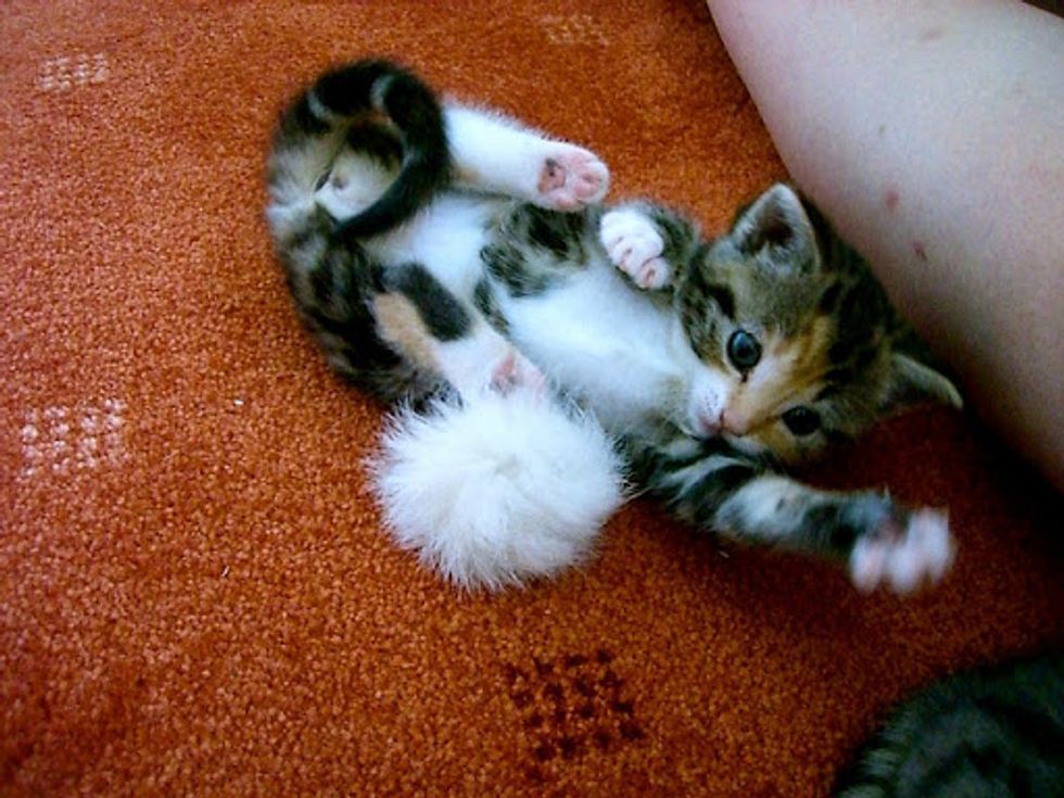 Rescued Kittens Belle and Sebastian - Love Meow