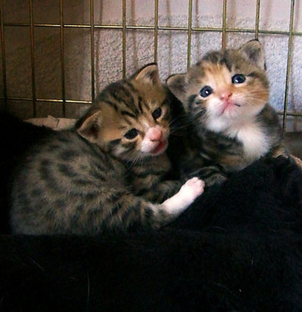 Rescued Kittens Belle and Sebastian - Love Meow