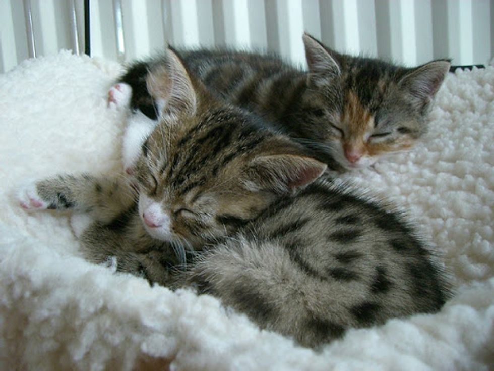 Rescued Kittens Belle and Sebastian - Love Meow