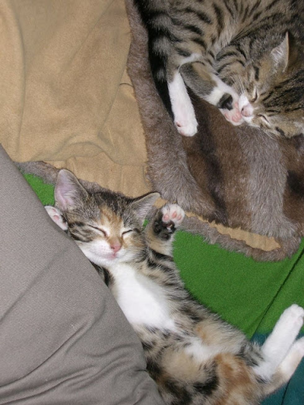 Rescued Kittens Belle and Sebastian - Love Meow