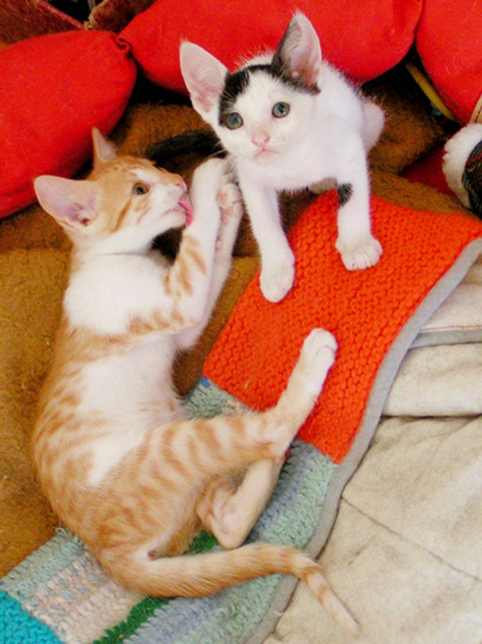 Bo the Cat, Sweet like Honey - Love Meow