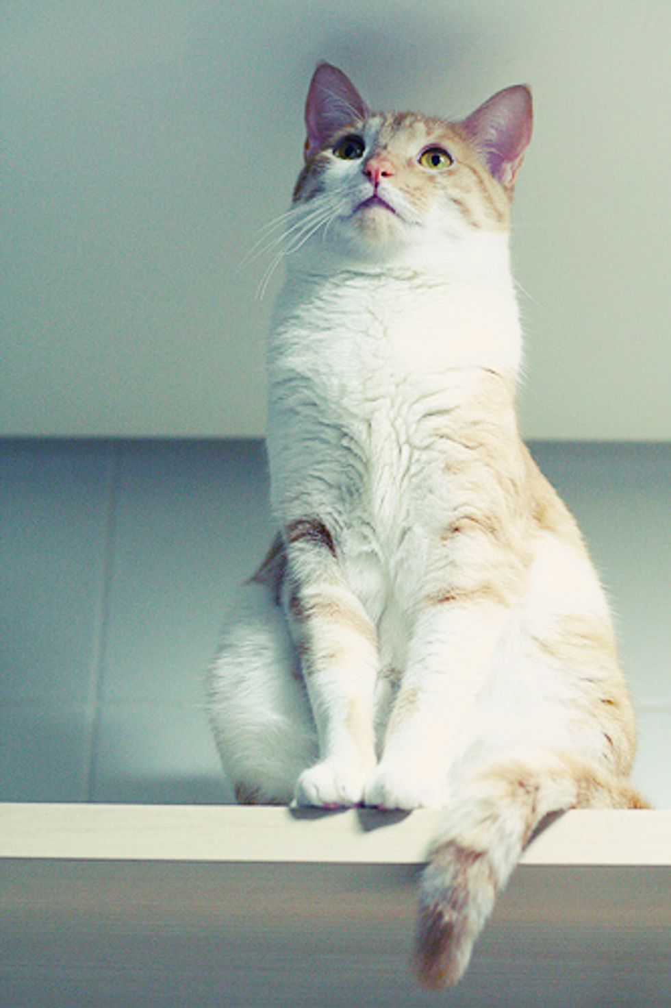 Bo the Cat, Sweet like Honey - Love Meow