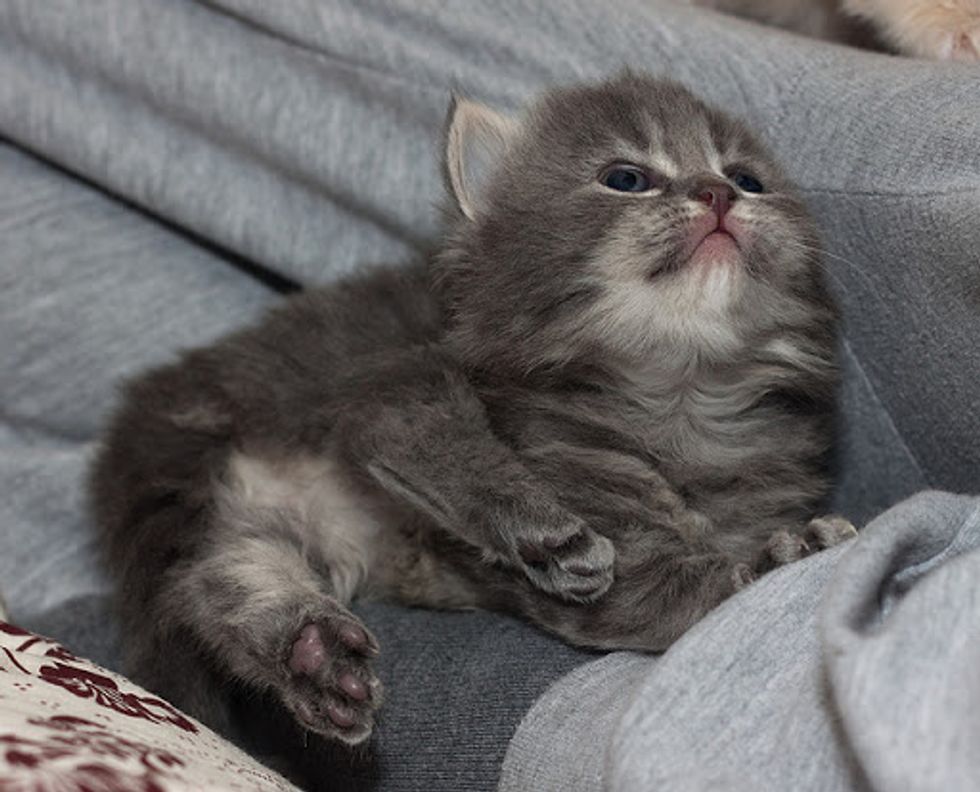 Venus the Gray Fuzzy Kitty - Love Meow