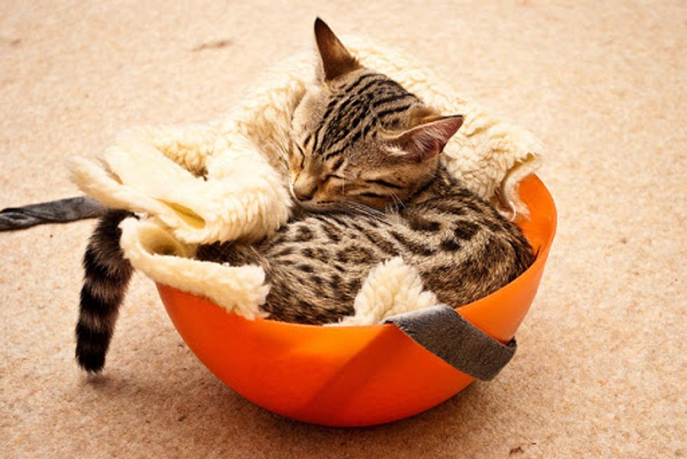 Toshi, the Energetic Kitty - Love Meow