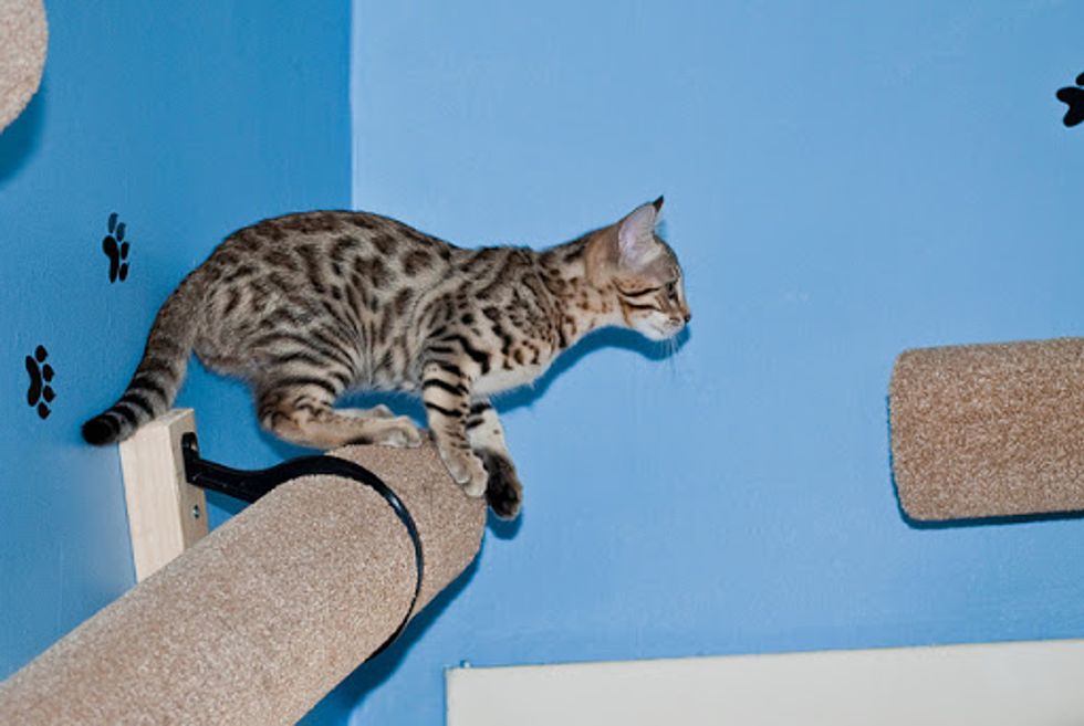 Toshi, the Energetic Kitty - Love Meow