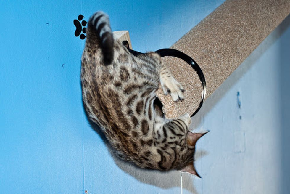 Toshi, the Energetic Kitty - Love Meow