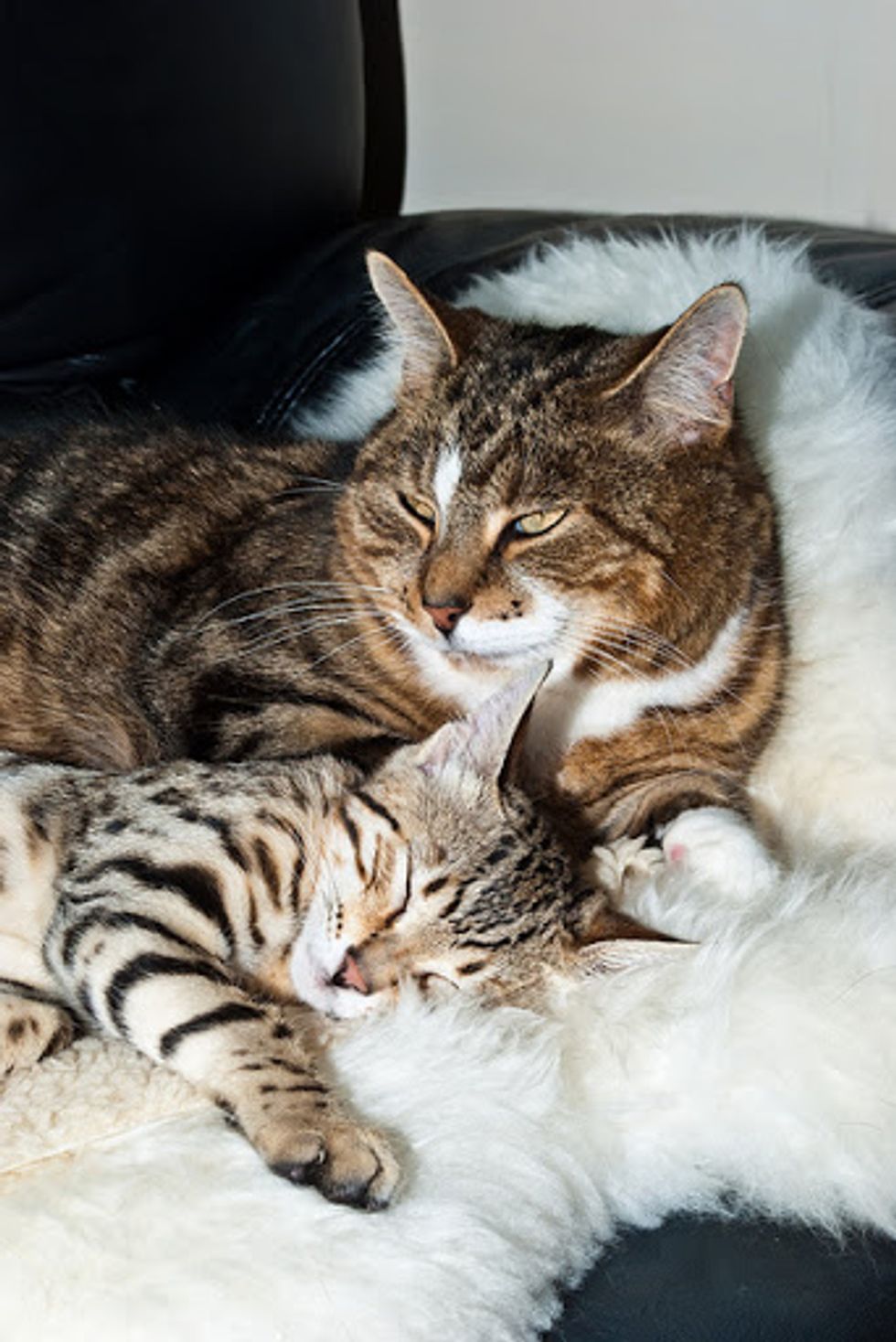 Toshi, the Energetic Kitty - Love Meow