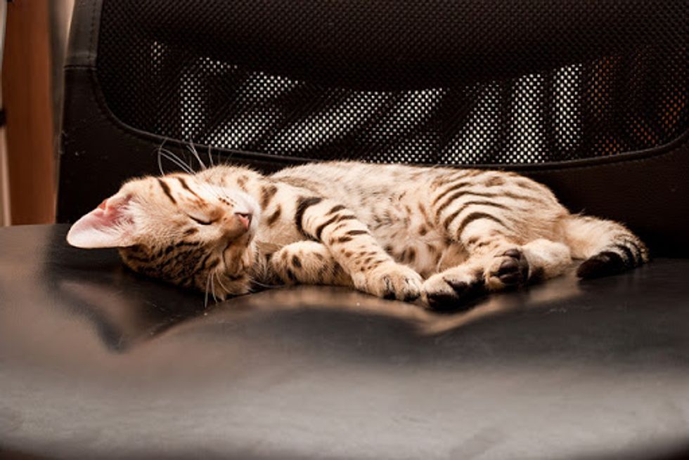 Toshi, the Energetic Kitty - Love Meow