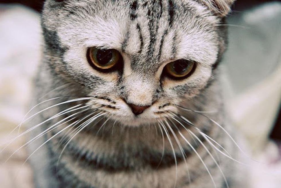 Maiko the Cat Turns One Today - Love Meow