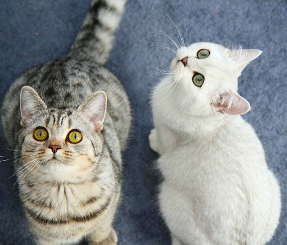 Maiko the Cat Turns One Today - Love Meow