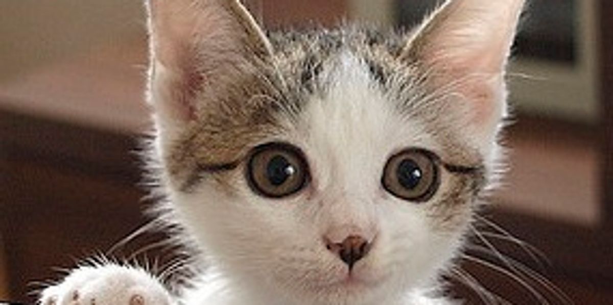 Sasami the Cat and His Loving Home - Love Meow