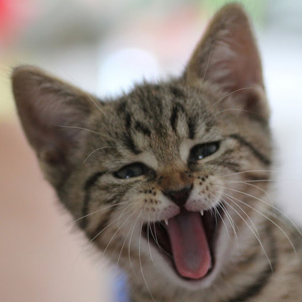 Binky the Kitten New Addition to the Family - Love Meow