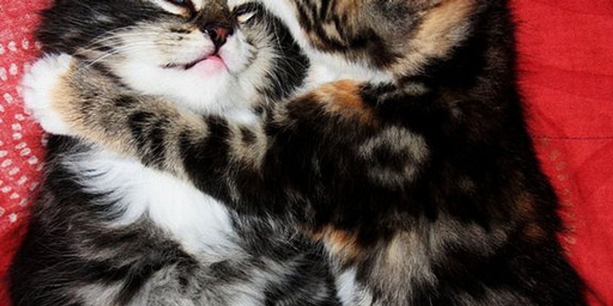 I Cuddle You! - Love Meow