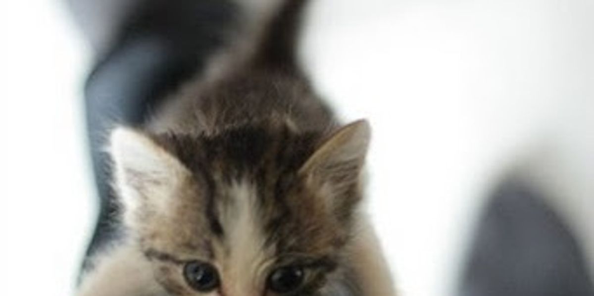 Little Rufus and Martha - Love Meow