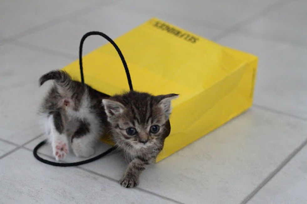 Little Rufus and Martha - Love Meow