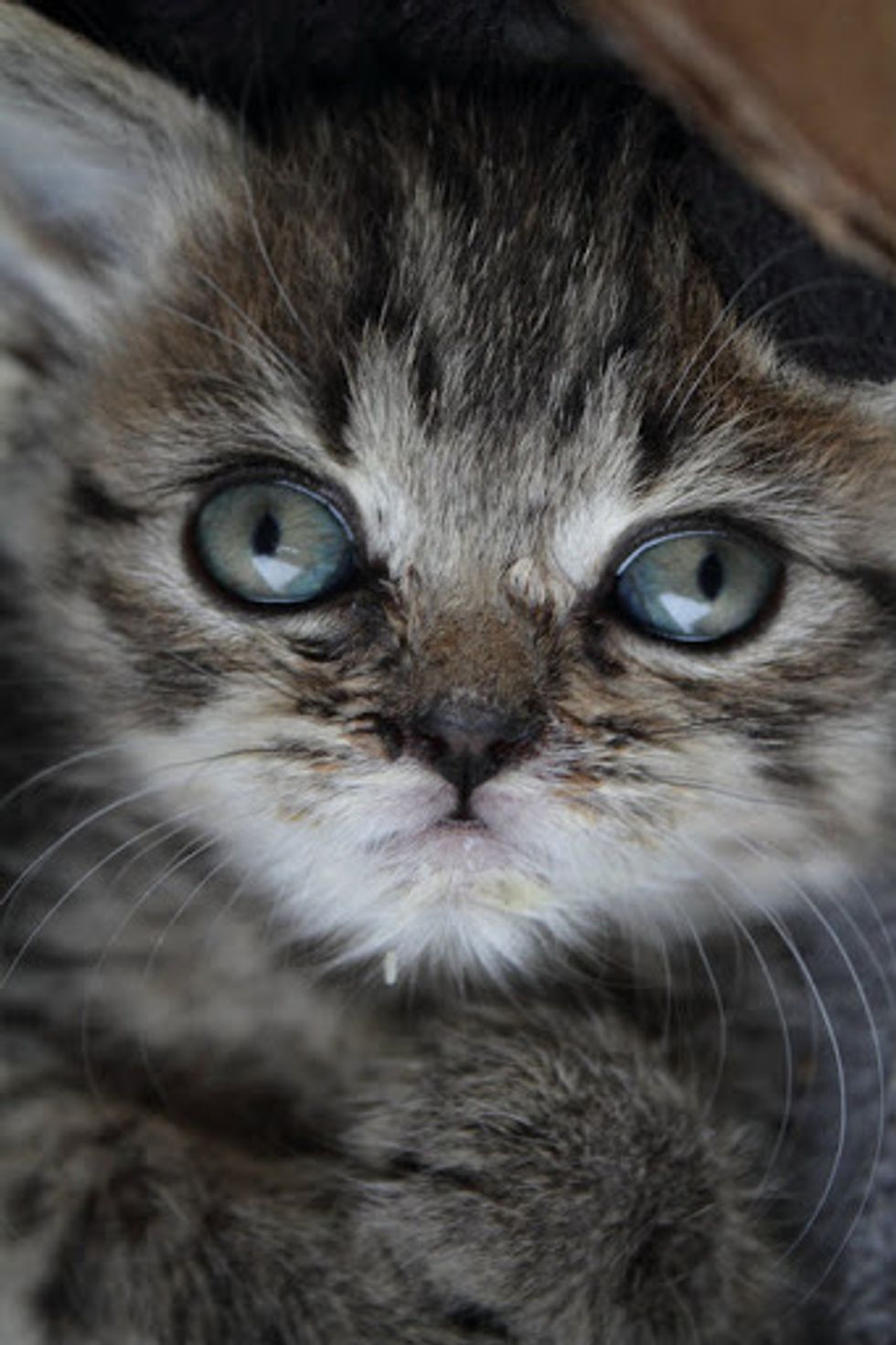 Little Rufus and Martha - Love Meow