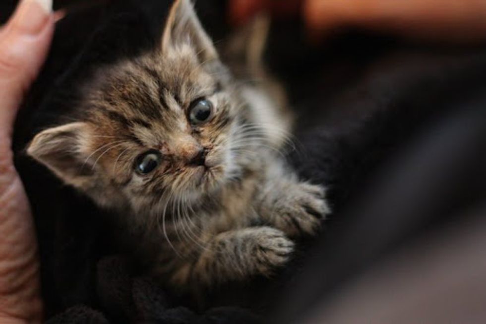 Little Rufus and Martha - Love Meow