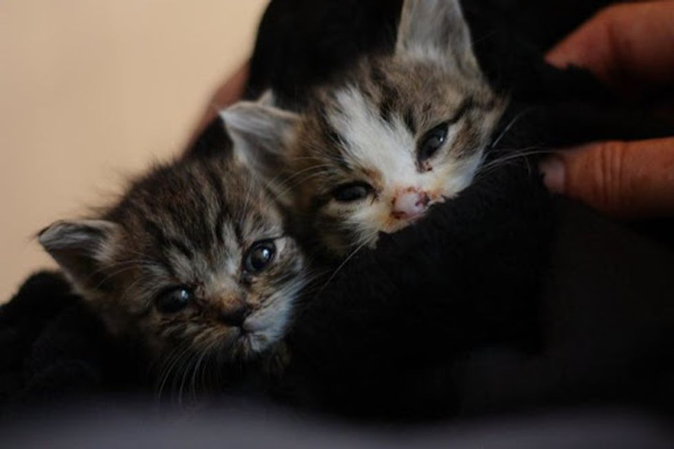 Little Rufus and Martha - Love Meow