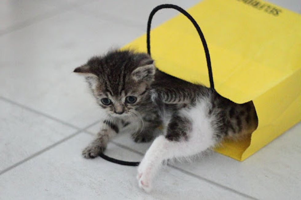 Little Rufus and Martha - Love Meow