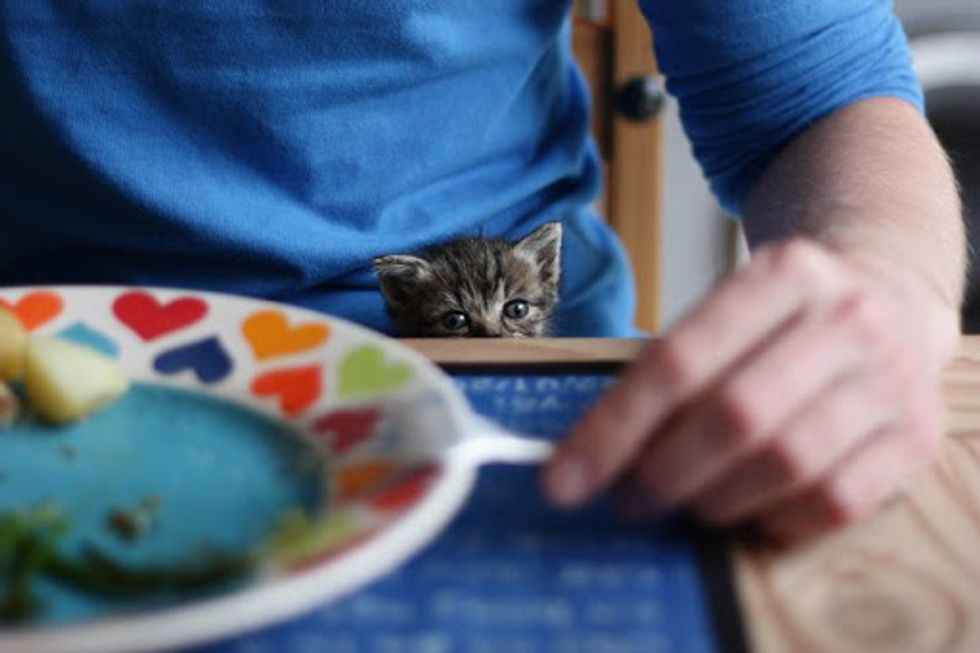 Little Rufus and Martha - Love Meow