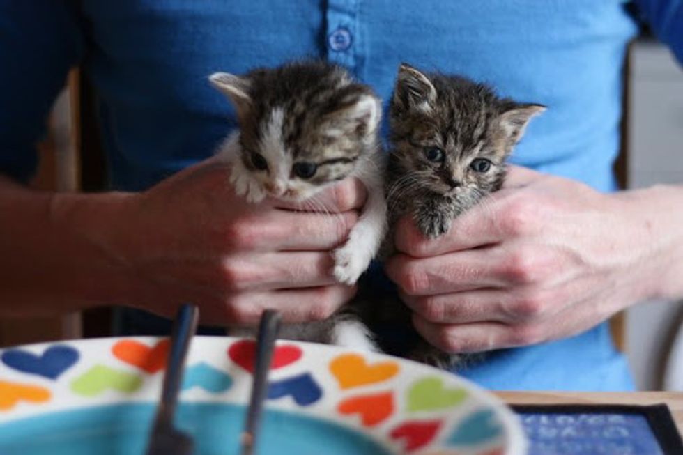 Little Rufus and Martha - Love Meow