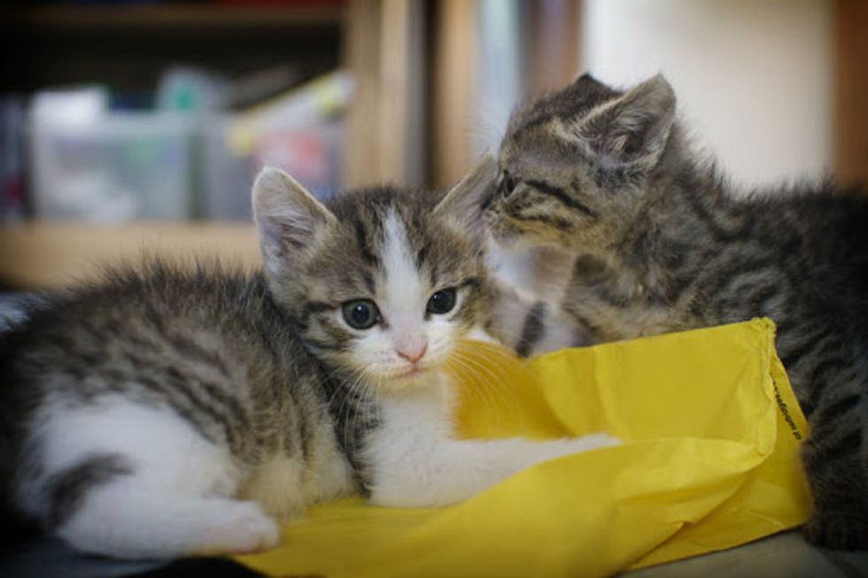 Little Rufus and Martha - Love Meow