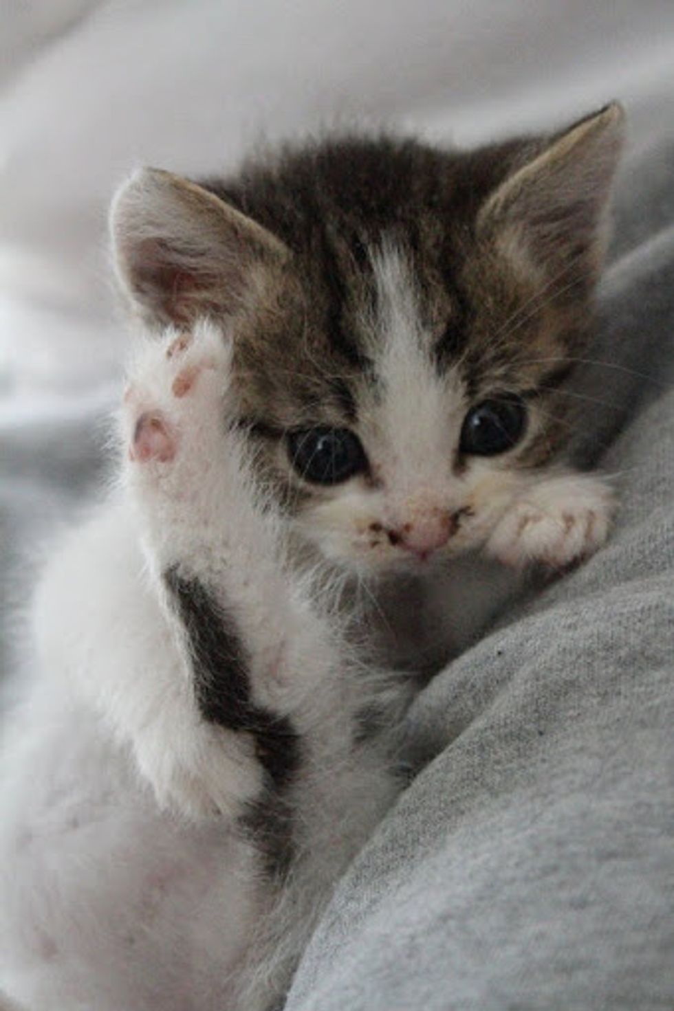 Little Rufus and Martha - Love Meow