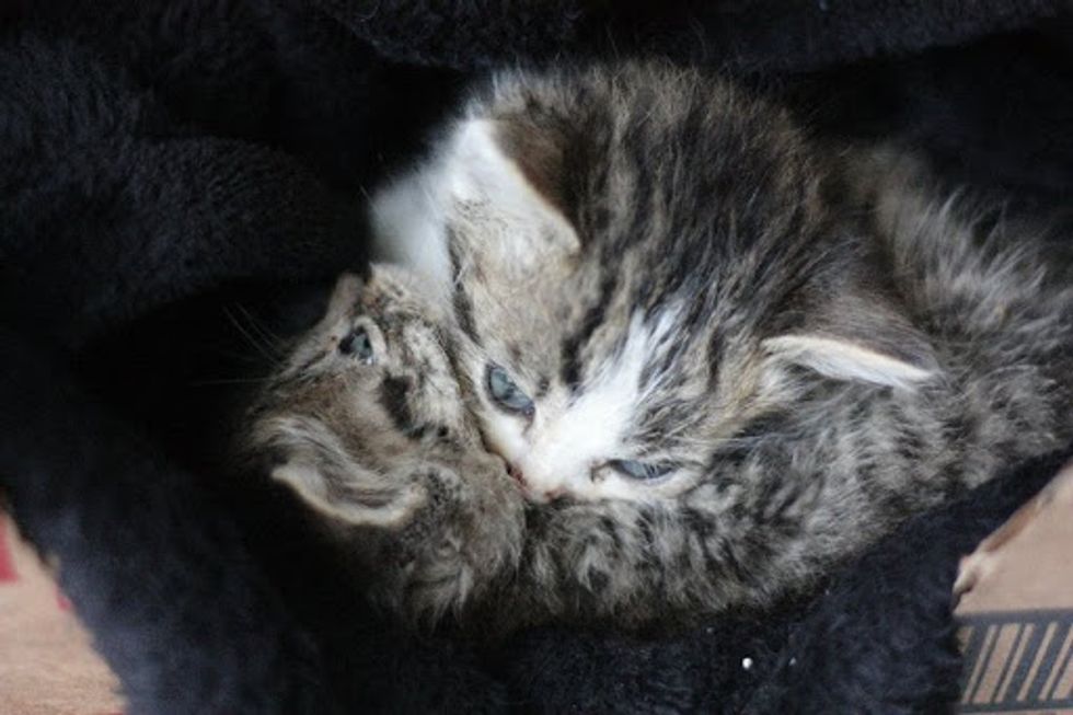 Little Rufus and Martha - Love Meow