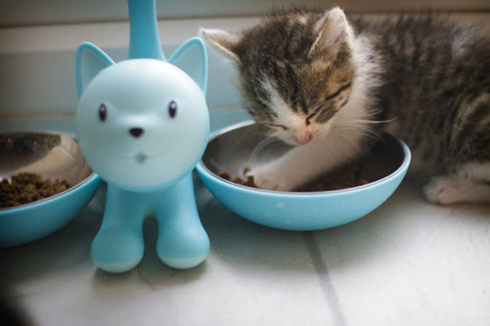 Little Rufus and Martha - Love Meow