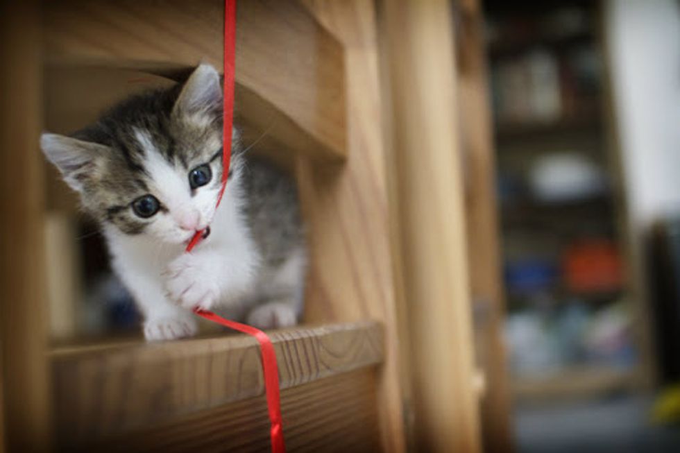 Little Rufus and Martha - Love Meow